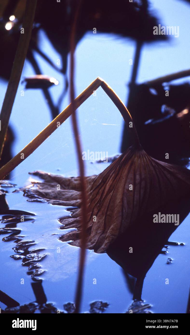 Withered Lotus Leaf Reflection in Winter Pond - Symbolic Seasonal Decay ...