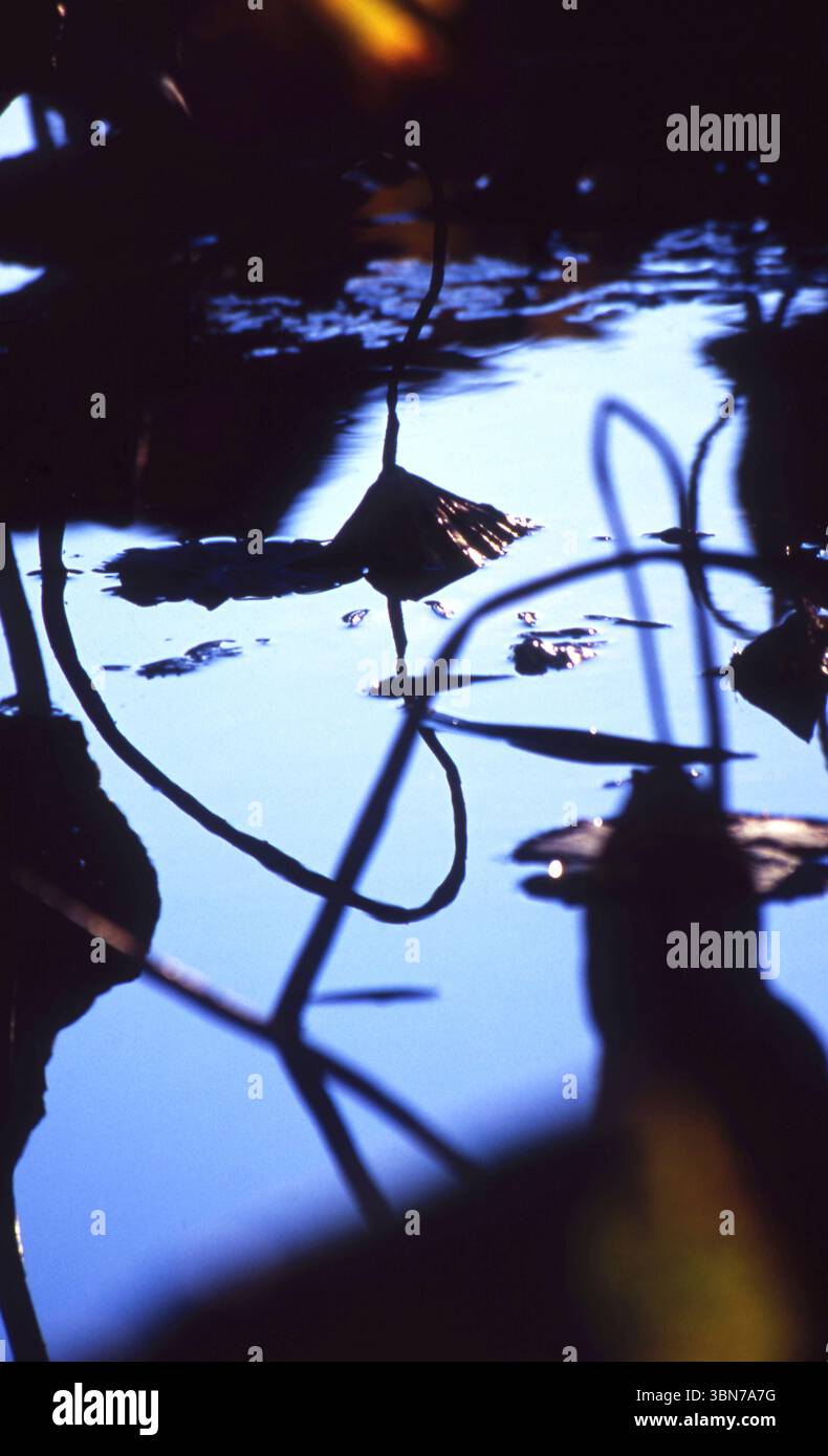 Withered Lotus Stems Reflection in Winter Pond - Abstract Seasonal ...