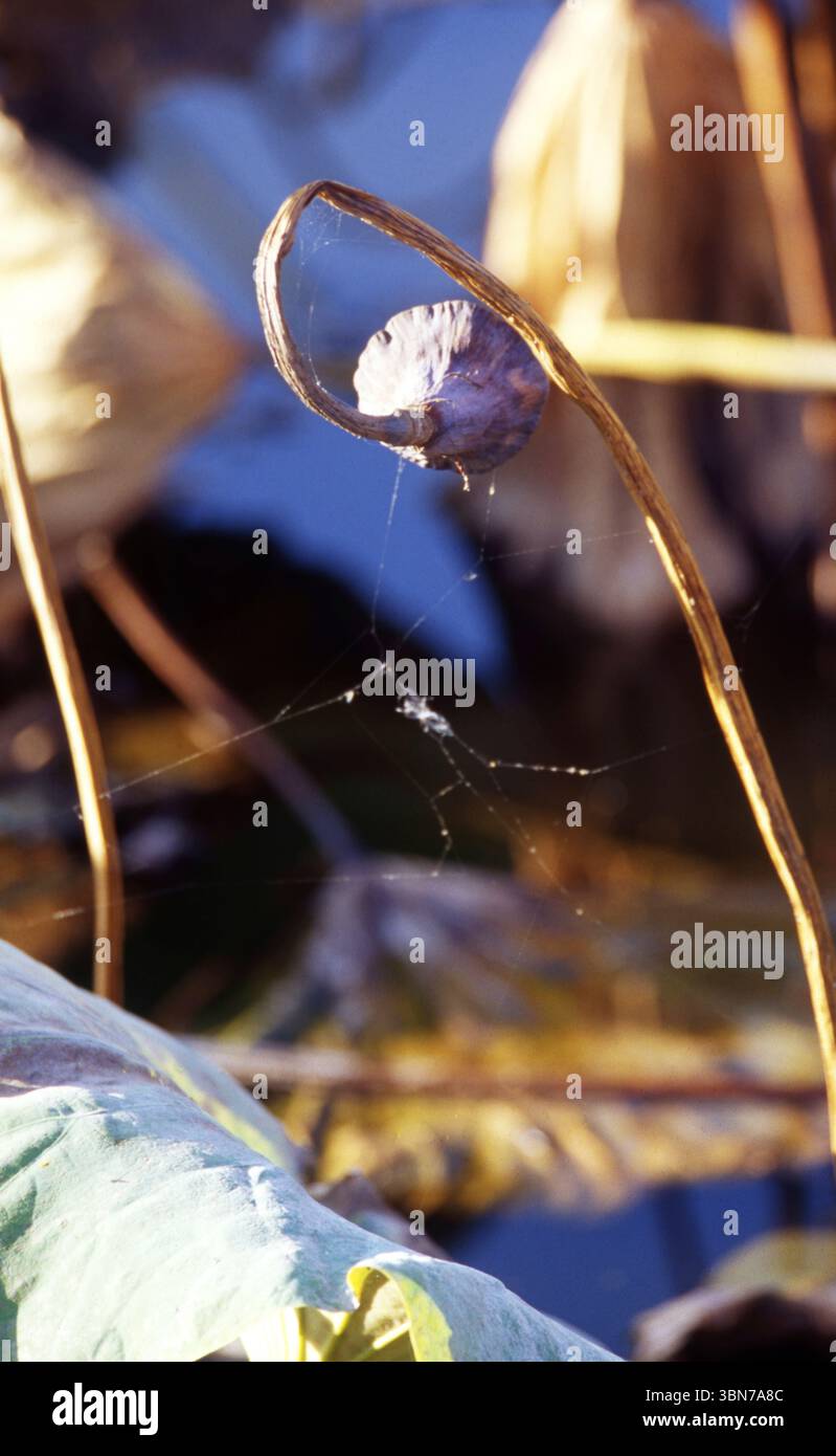 Spider Web on Withered Lotus Pod with Curling Stem Stock Photo - Alamy