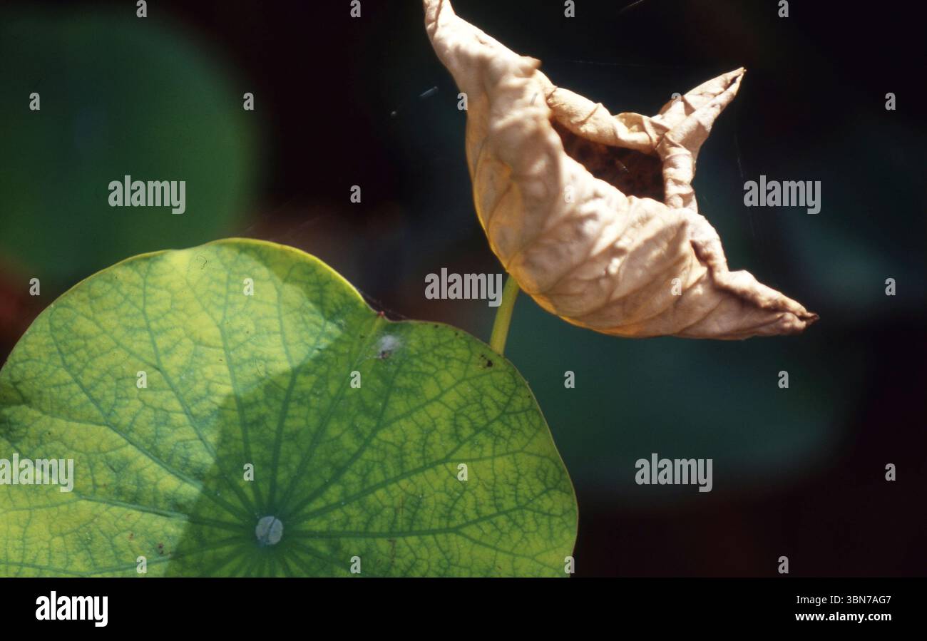 Pod transition hi-res stock photography and images - Alamy