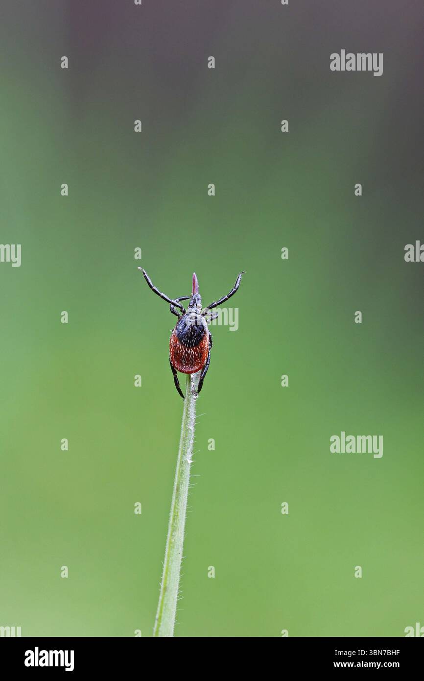 Germany tick species hi-res stock photography and images - Alamy