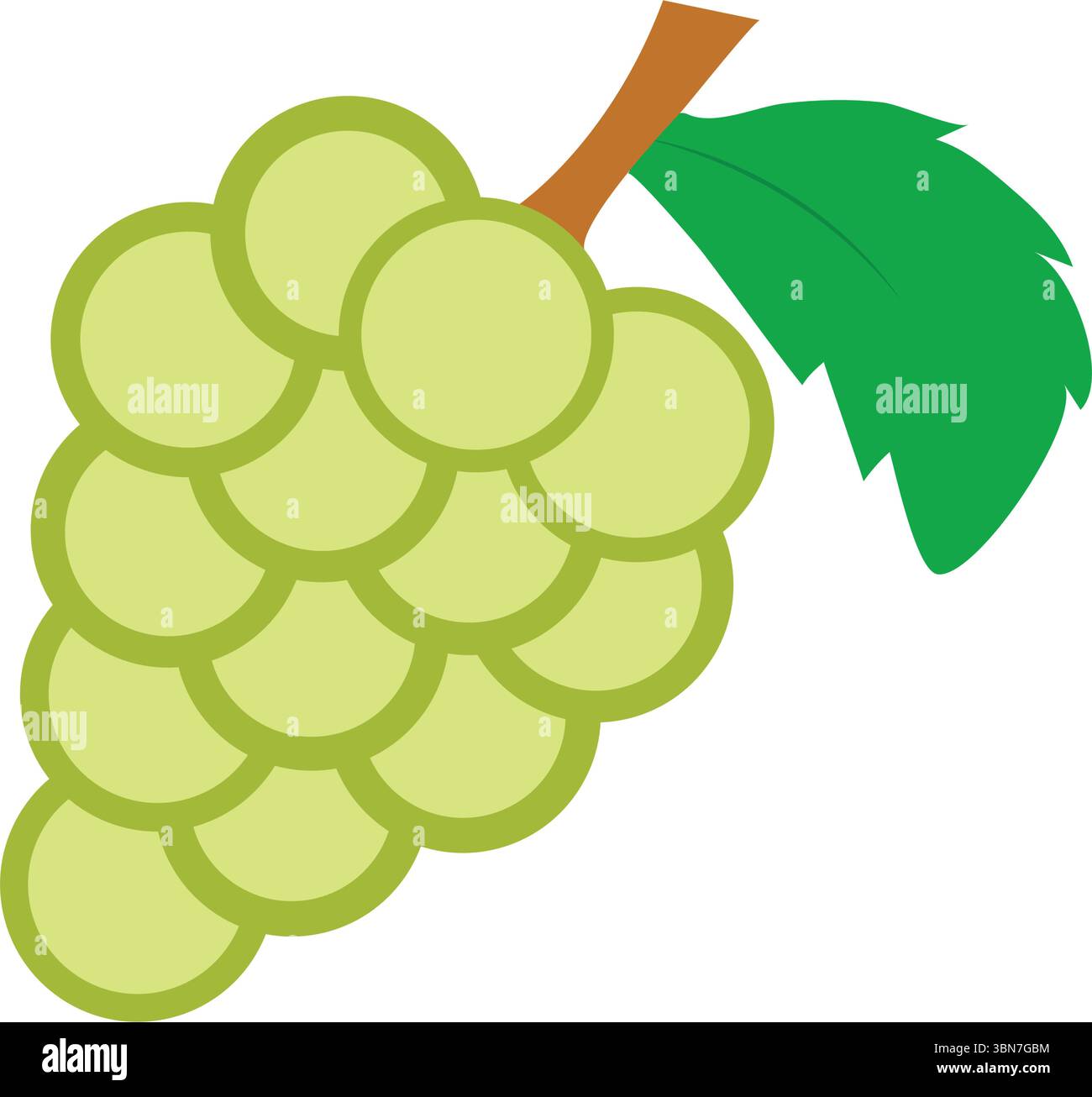 Vitis vinifera illustration Stock Vector Images - Alamy