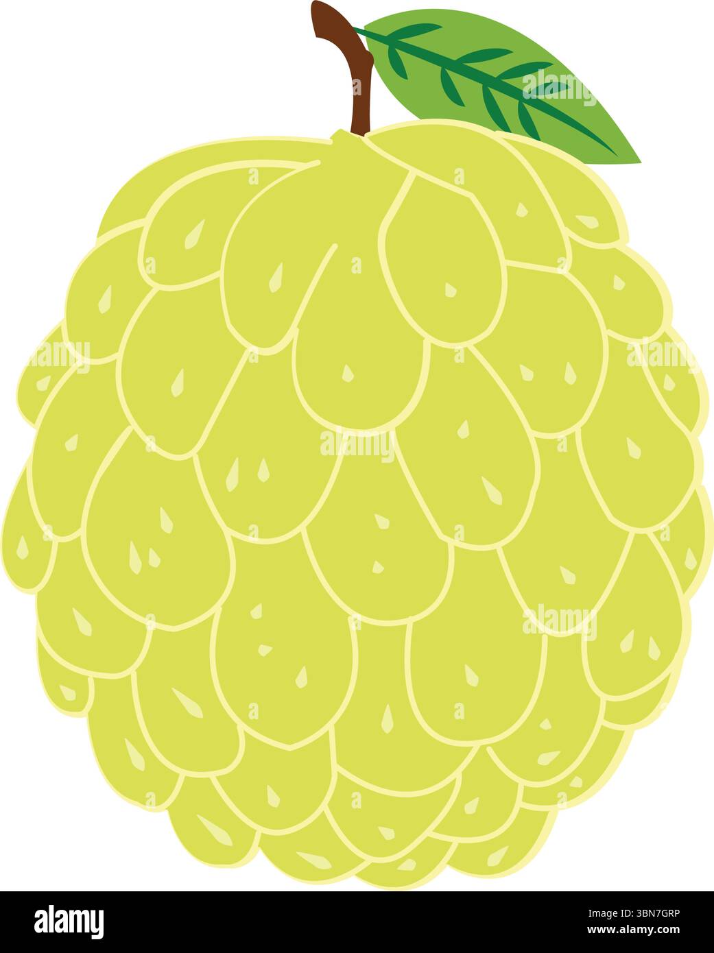 Custard apple vector illustration Stock Vector Images - Alamy