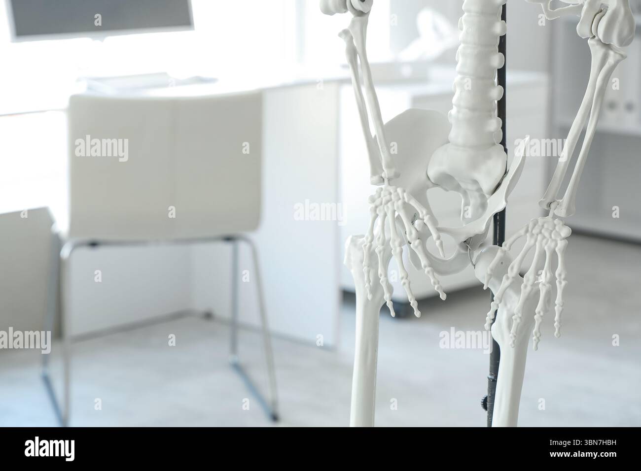 Human skeleton model in light hospital, closeup Stock Photo - Alamy