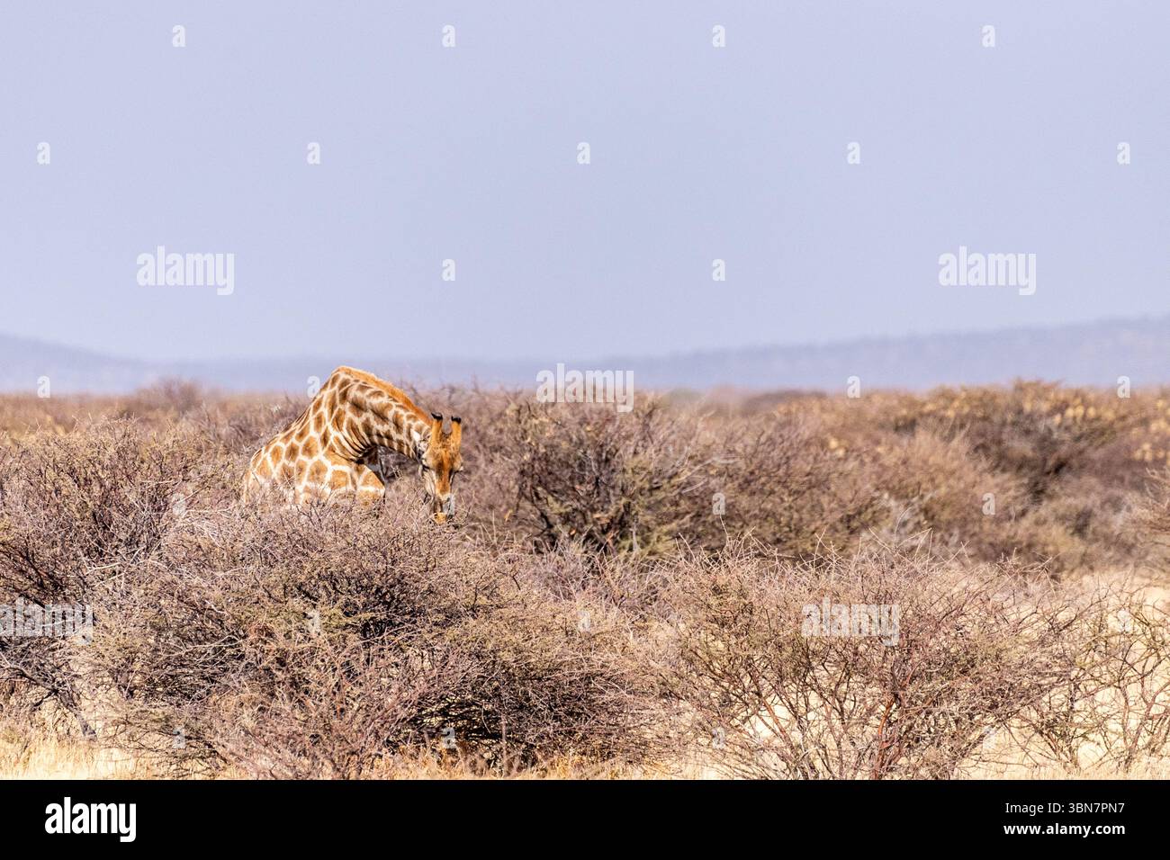 A group of Angolan Giraffes -Giraffa giraffa angolensis- standing on ...