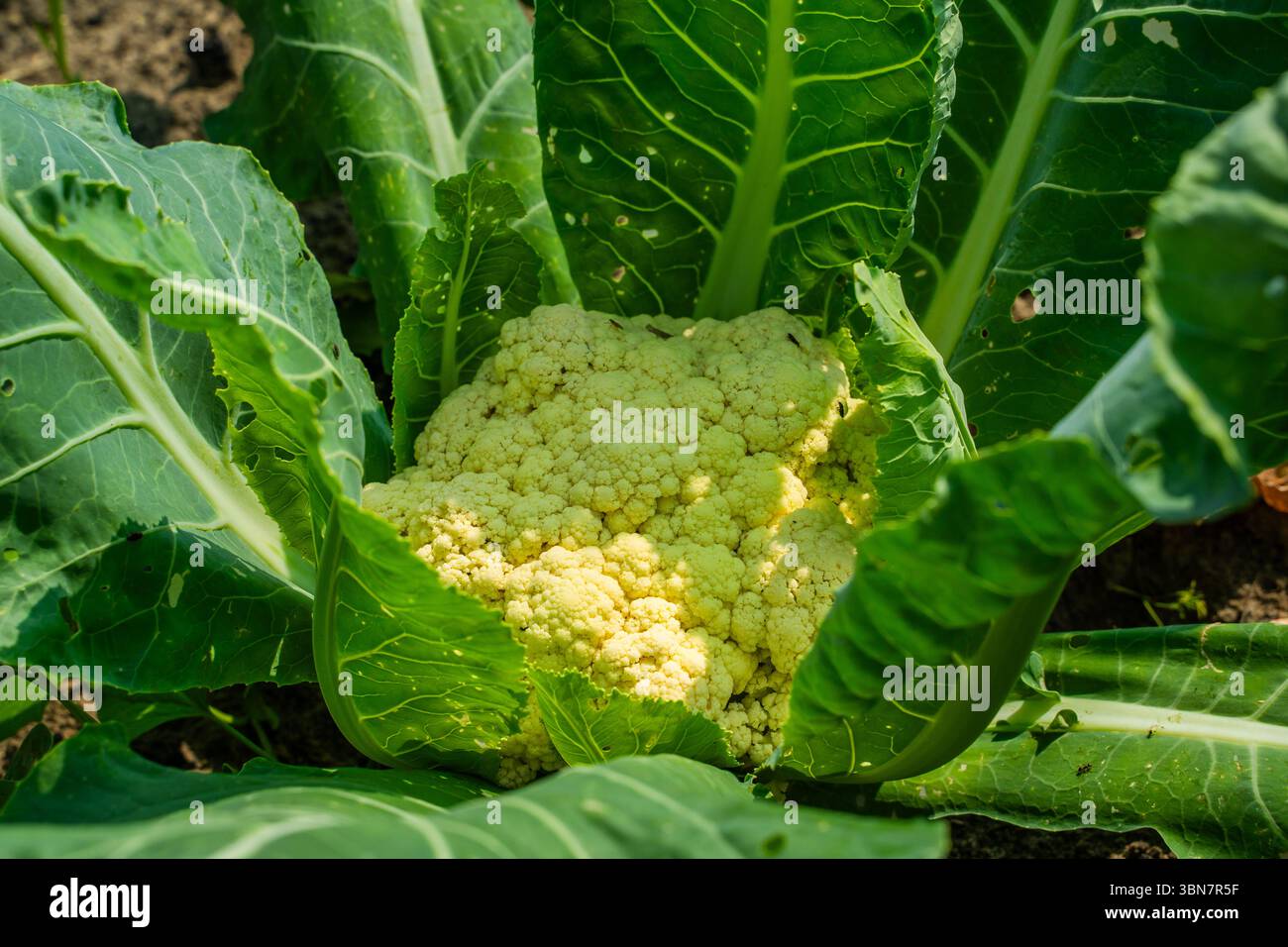 Cauliflower growing in a vegetable garden, beetles Carpophilus ...