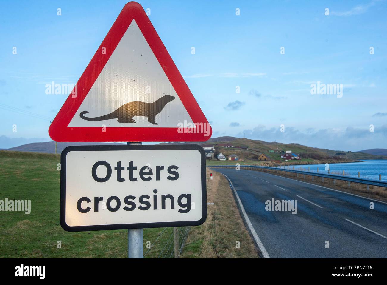 An otter crossing warning sign stands beside a quiet Shetland road — a ...
