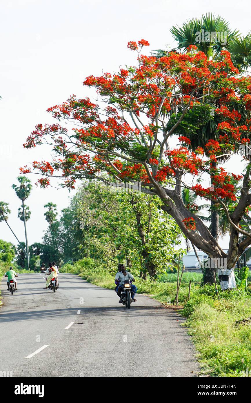 A view of road with gulmohar tree full of red blossom Stock Photo - Alamy