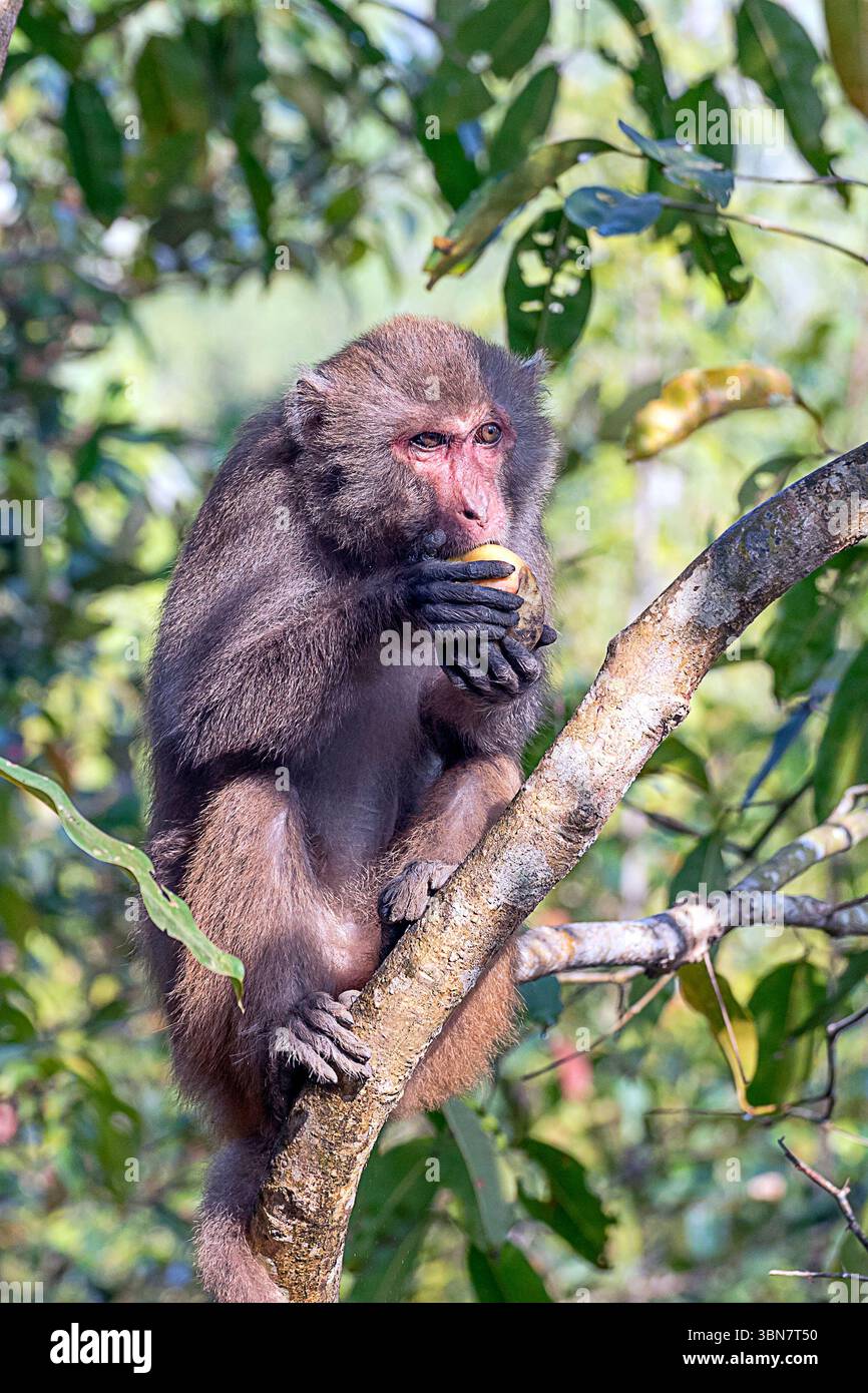 A baboon sits comfortably on a tree branch, holding and eating a piece ...