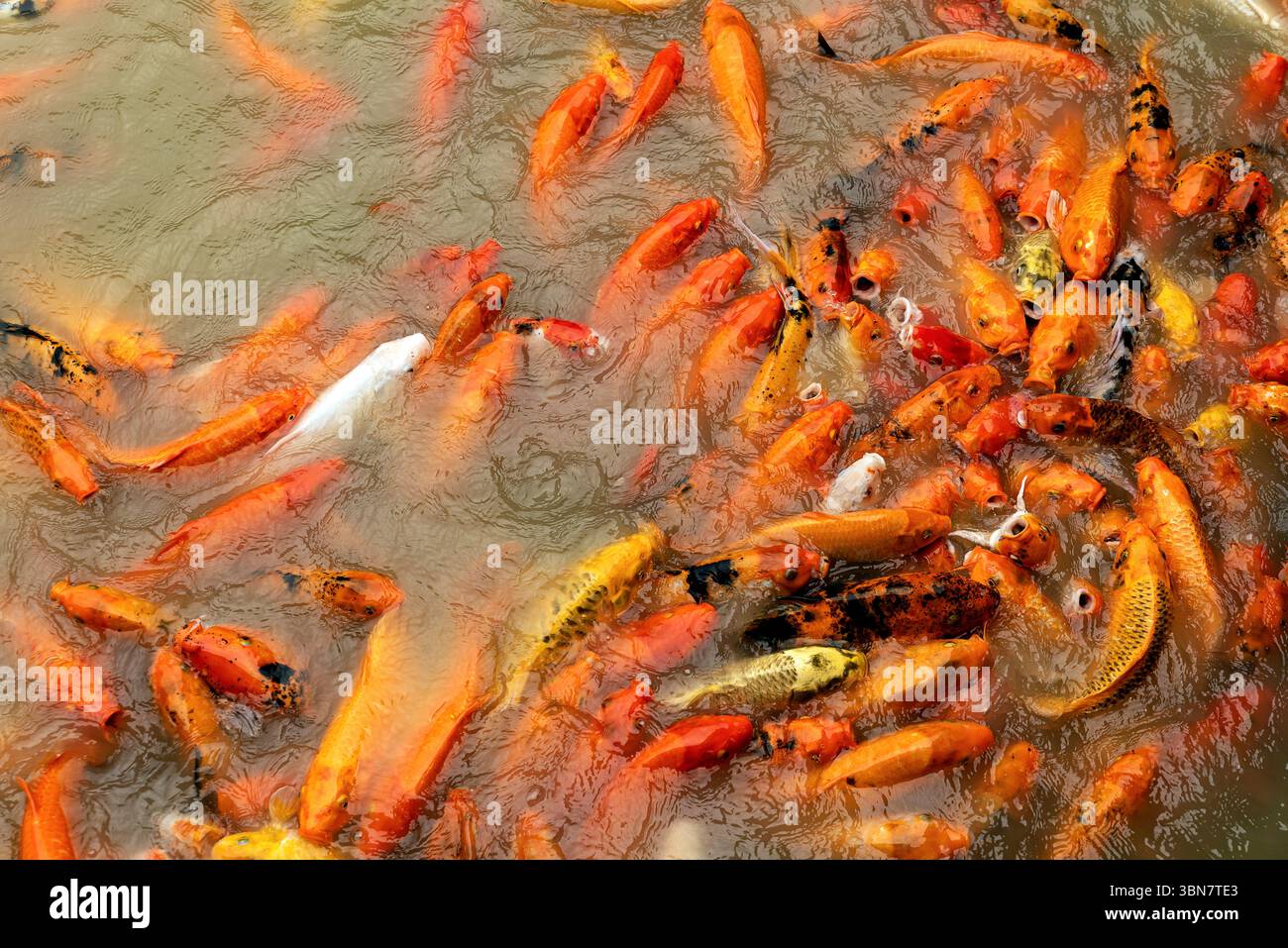 Koi fisher hi-res stock photography and images - Alamy
