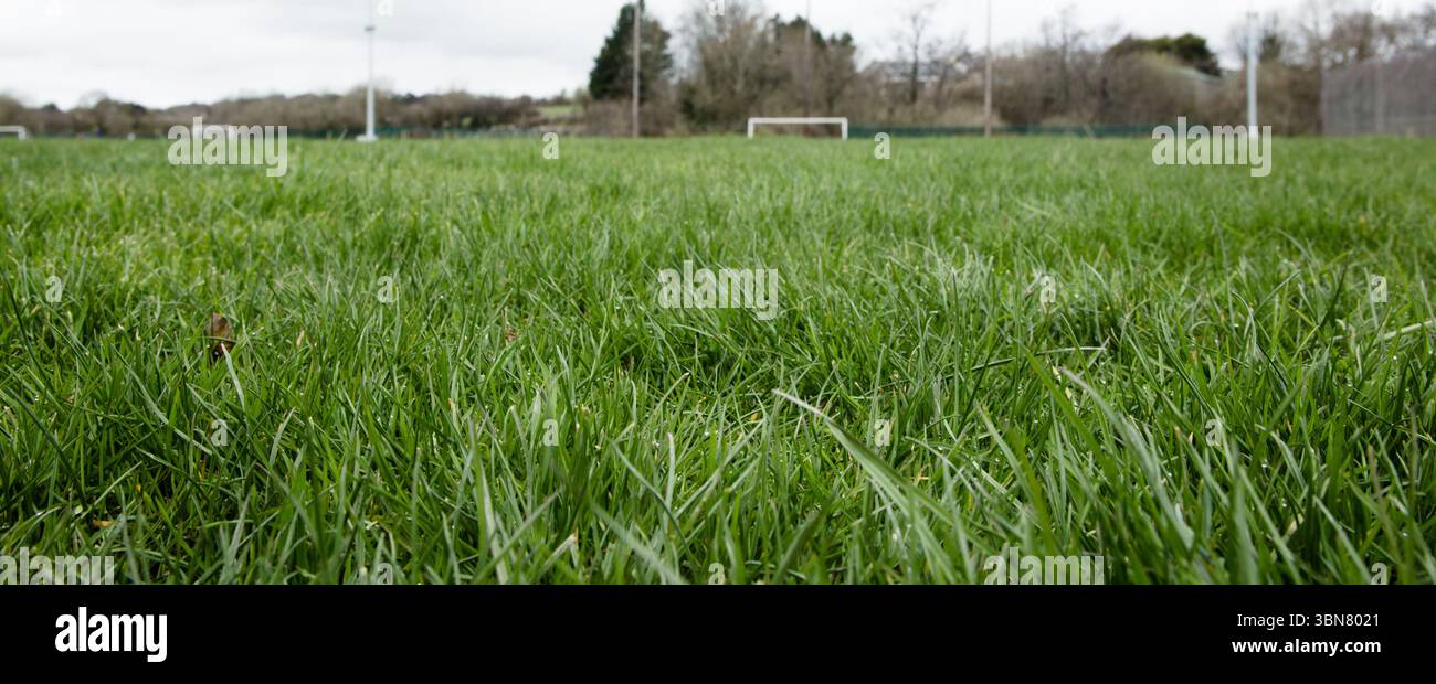 Surface level of grass at soccer field Stock Photo - Alamy
