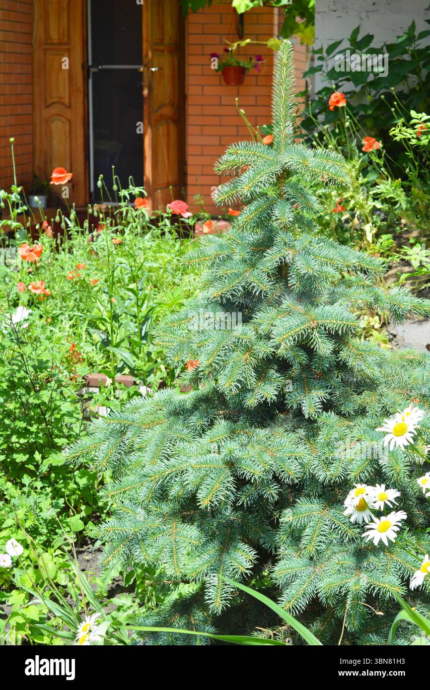 Colorado blue spruce in front yard hi-res stock photography and images ...