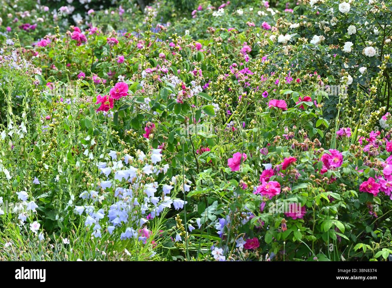 A mixed summer border with roses, hardy geraniums, campanula and ...