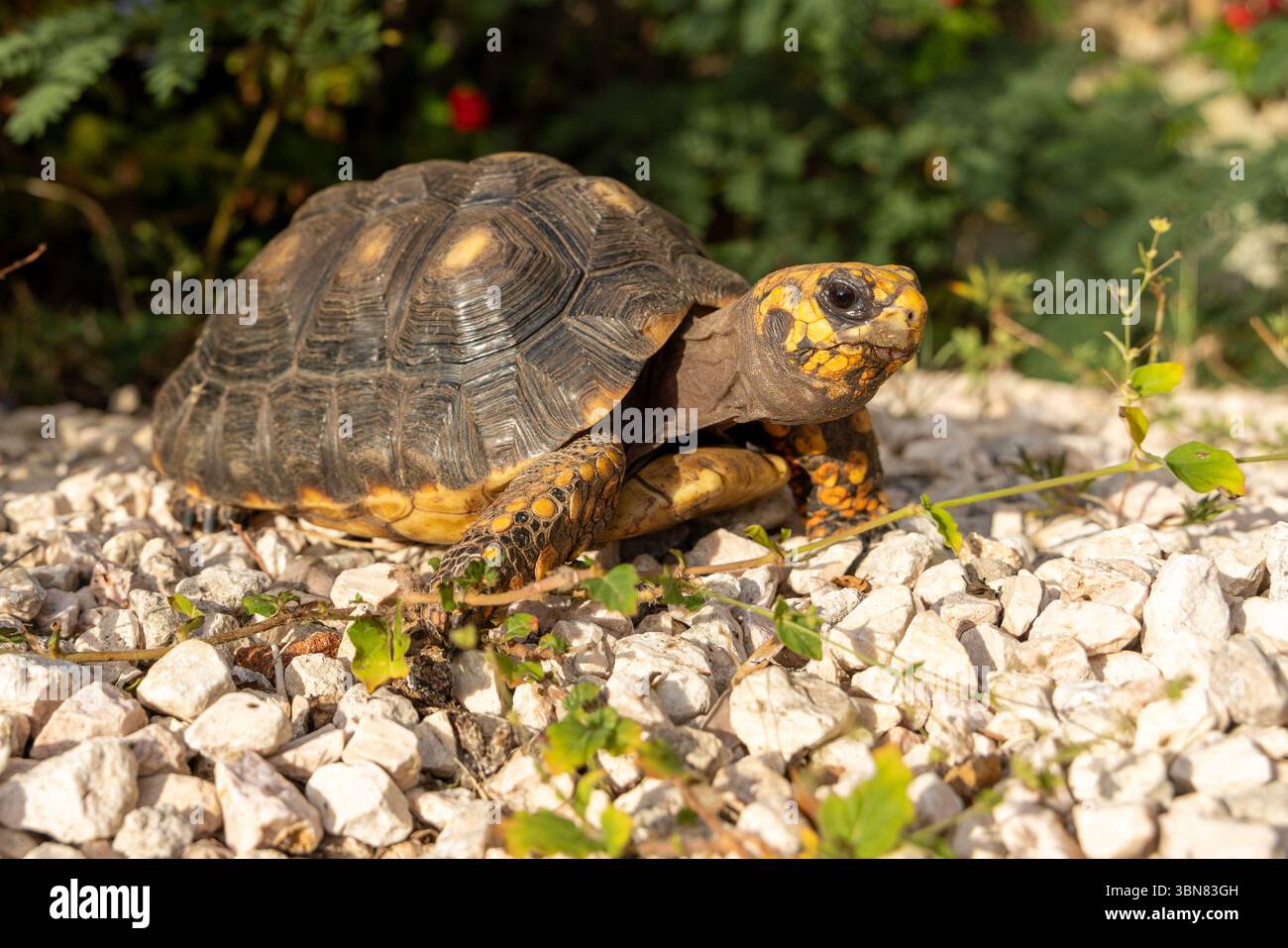 Red footed toroise hi-res stock photography and images - Alamy