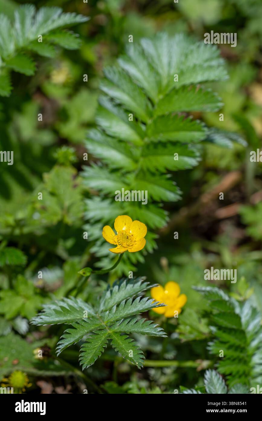 Common silverweed silver cinquefoil hi-res stock photography and images ...