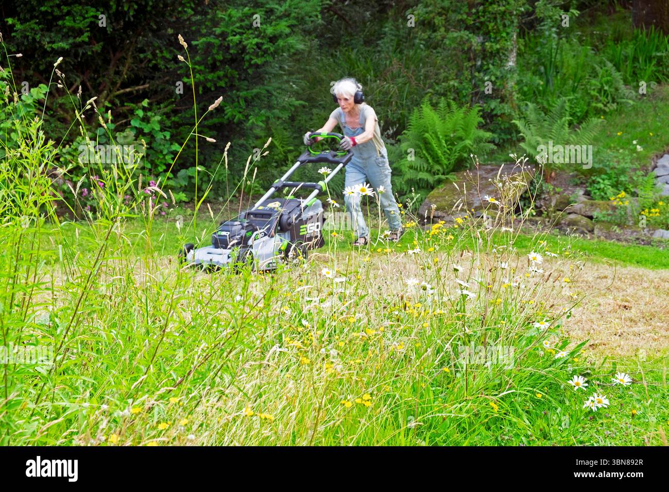 Older woman 70s 70yrs pushing lawnmower mower up slope after clearing ...