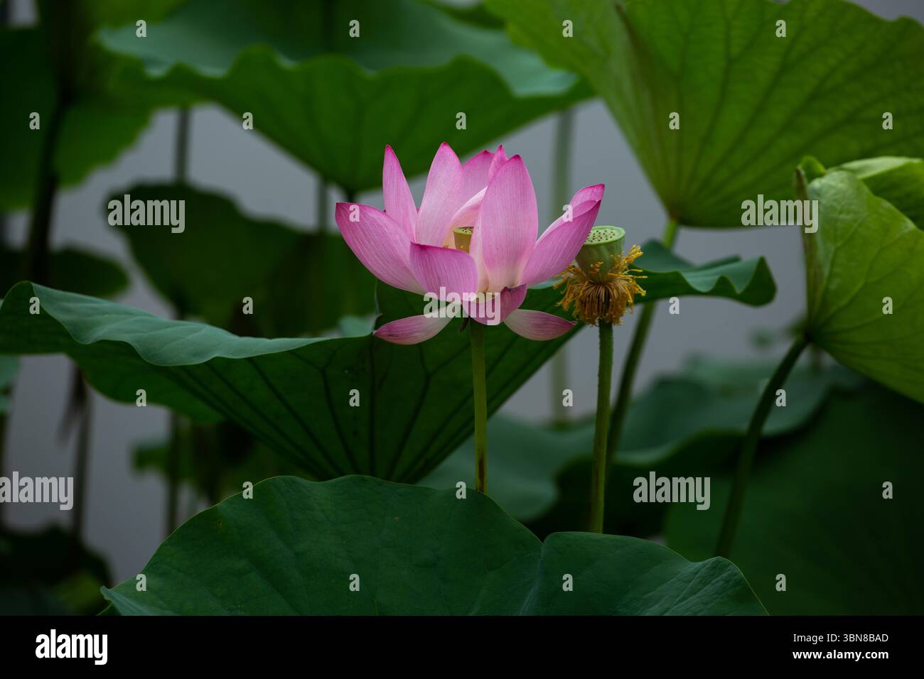 Lotus flowers are in full bloom at a park in Beijing, China, 28 June ...