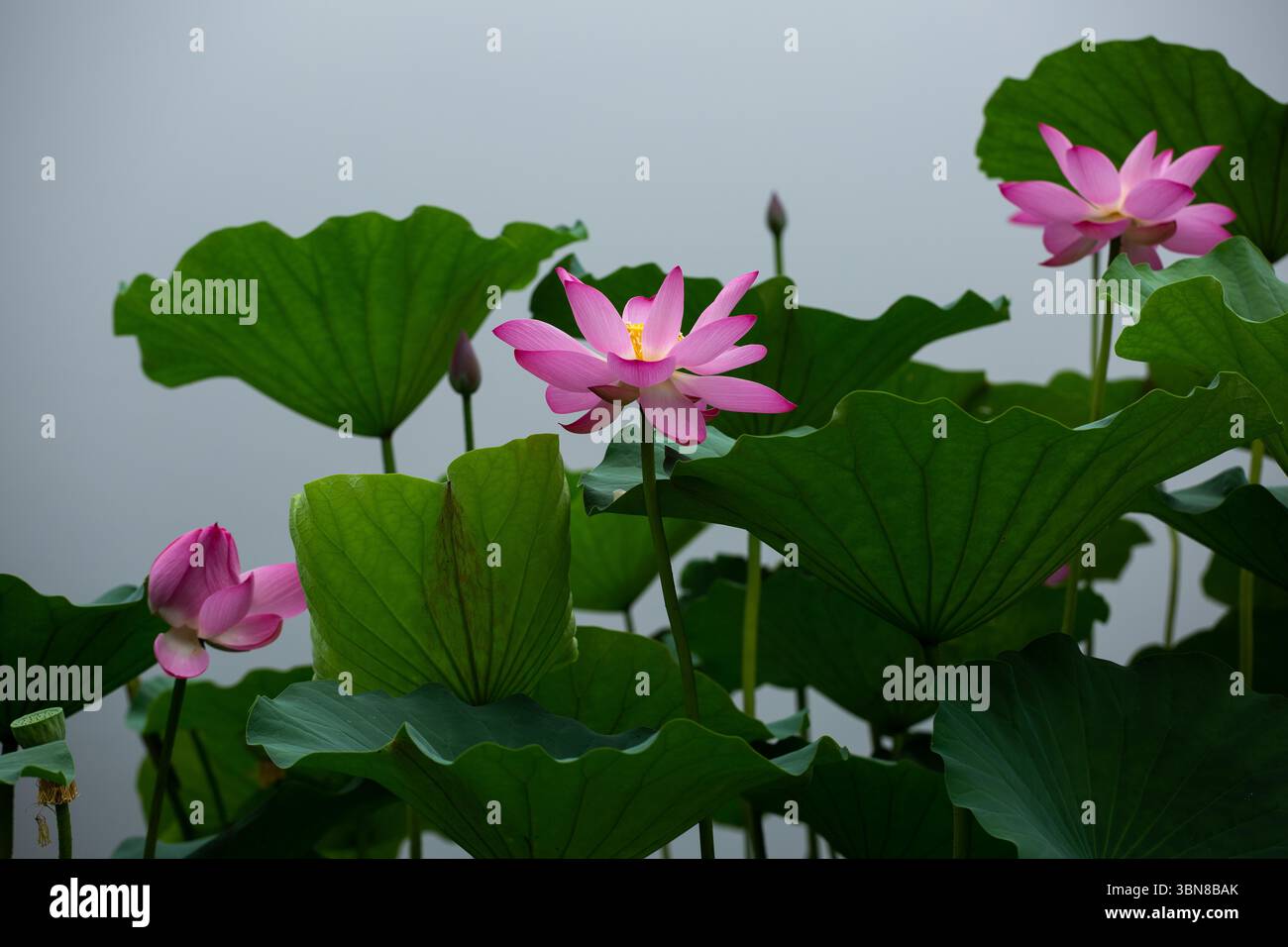 Lotus flowers are in full bloom at a park in Beijing, China, 28 June ...
