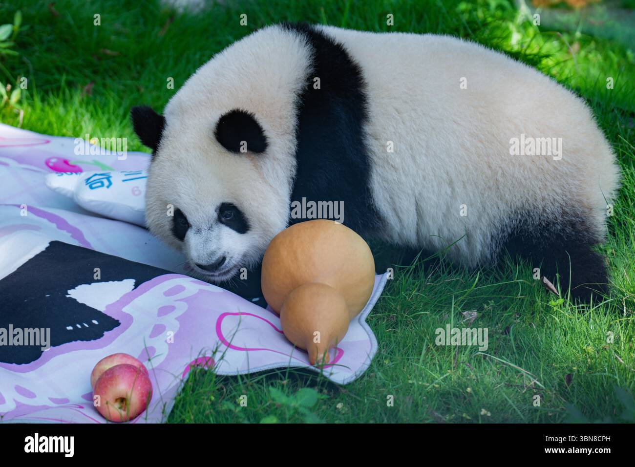 Giant panda Qi Ying celebrates its 1st birthday at Chongqing Zoo ...