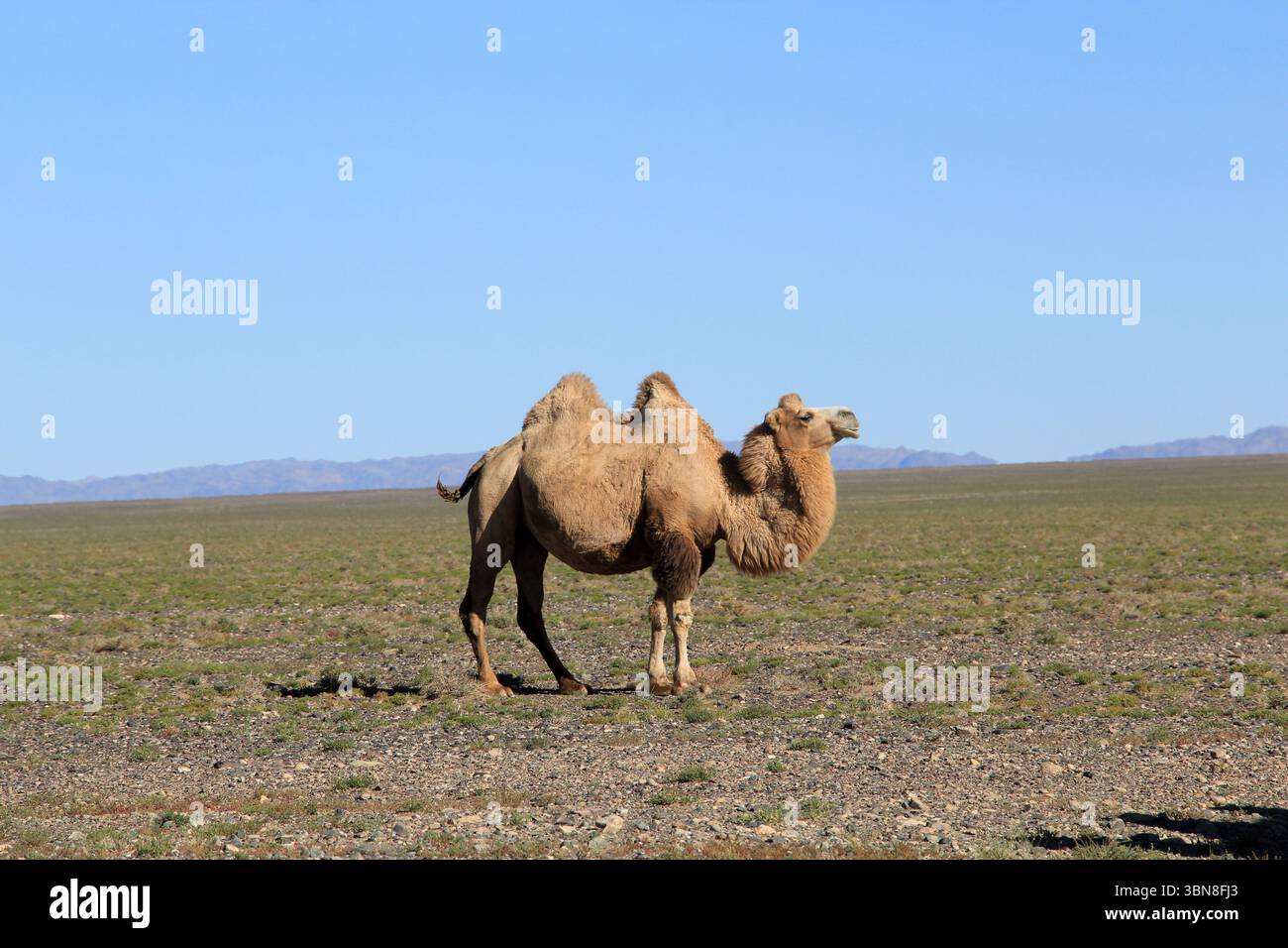 Bactrian camels are a species native to Central Asia. They are ...