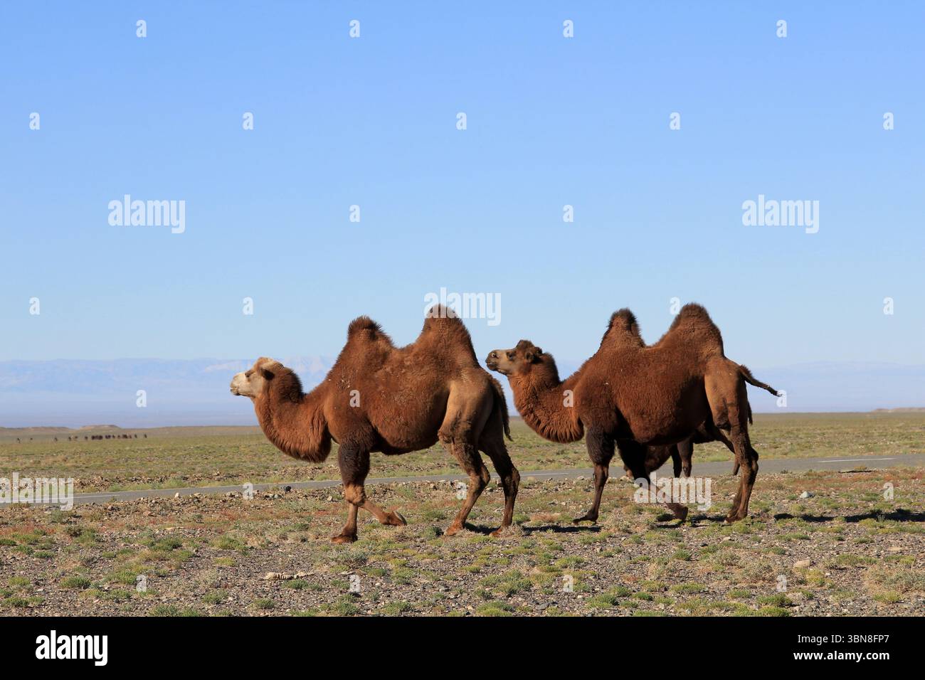 Bactrian camels are a species native to Central Asia. They are ...