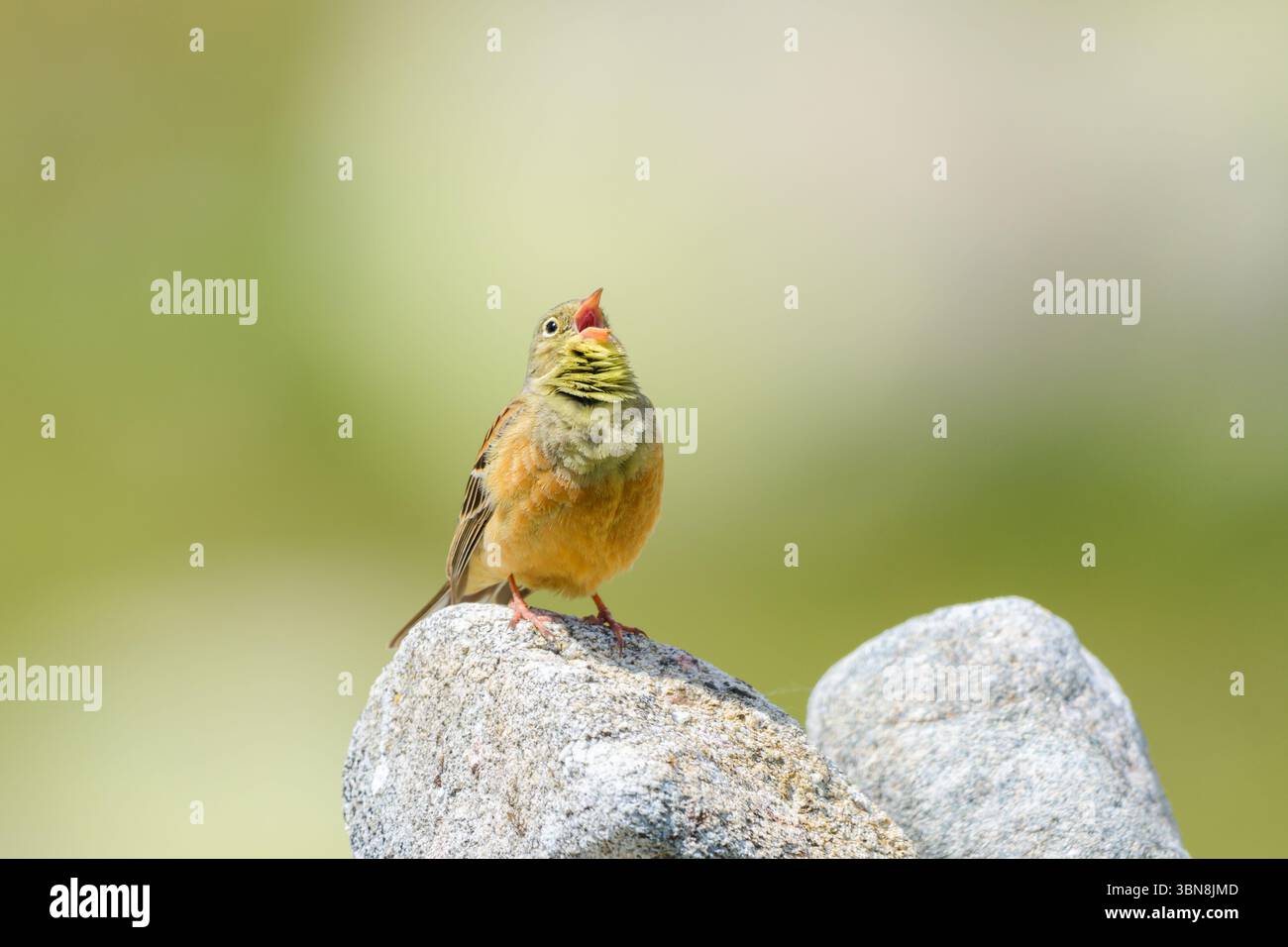 Ortolan bunting male expressive perch Stock Photo - Alamy