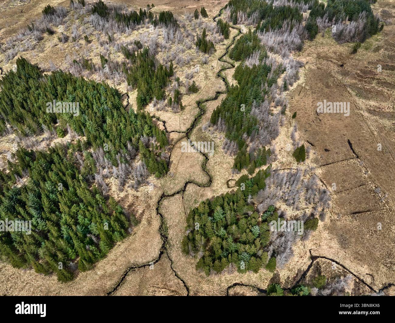erial photo of a Highland landscape with partly dead fir forest on the ...