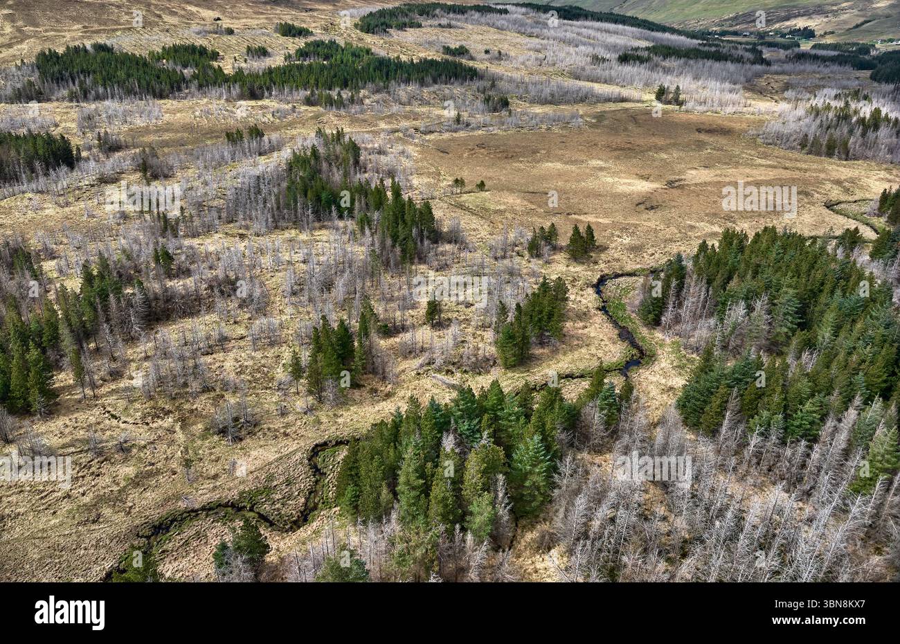 erial photo of a Highland landscape with partly dead fir forest on the ...