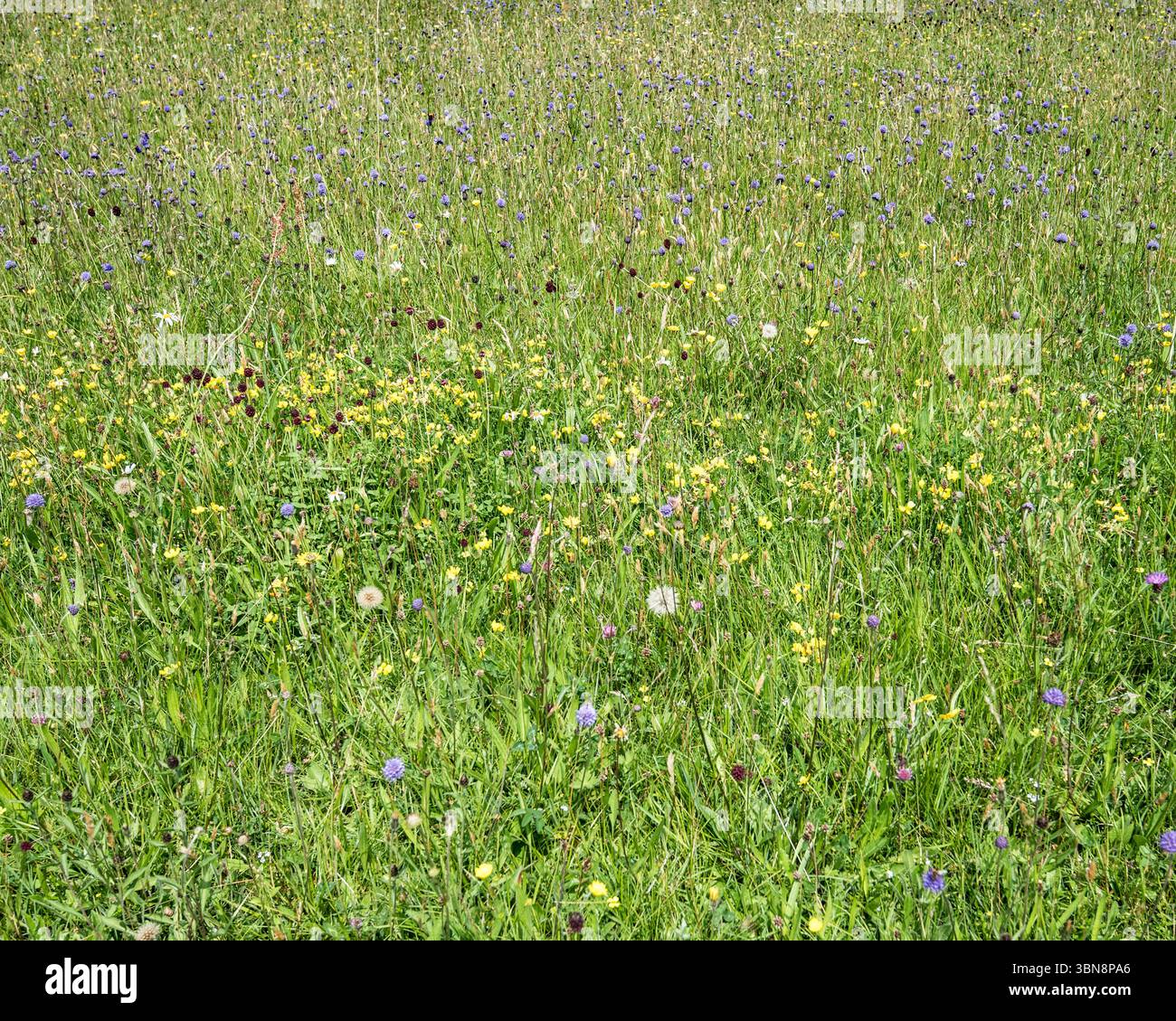 Species-rich wildflower meadows in Grassington that flourish towards July. Seen here on the last ...