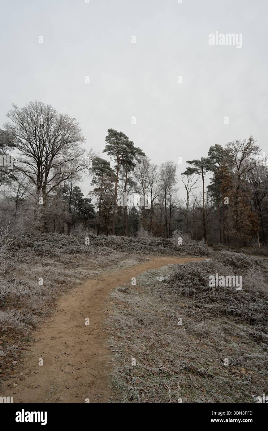 Lonely narrow sand trail running along frozen tree line of forest in ...