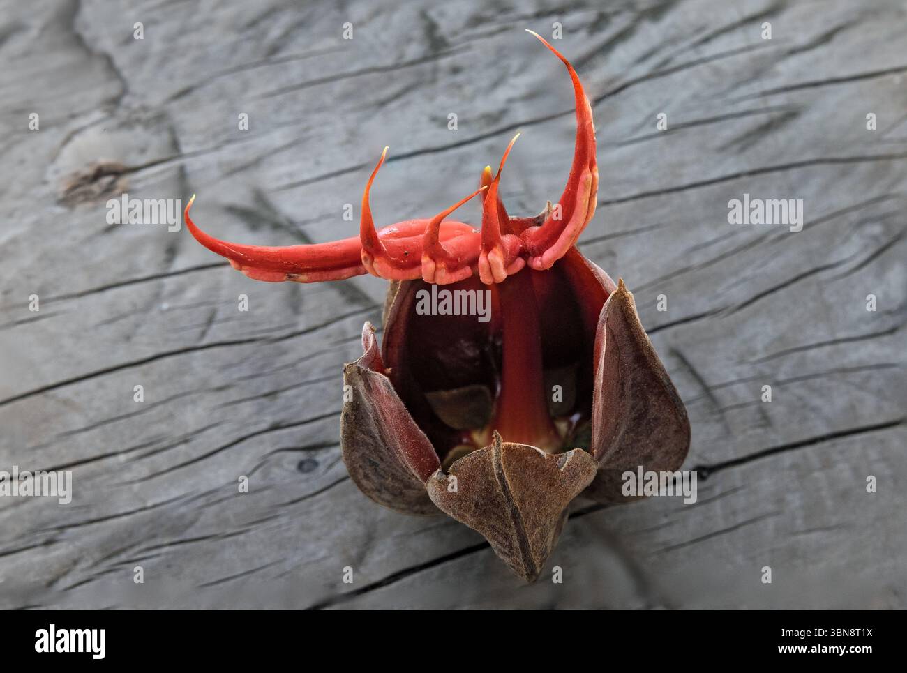 Canak, flower, Chiranthodendron pentadactylon, scientific name = five ...