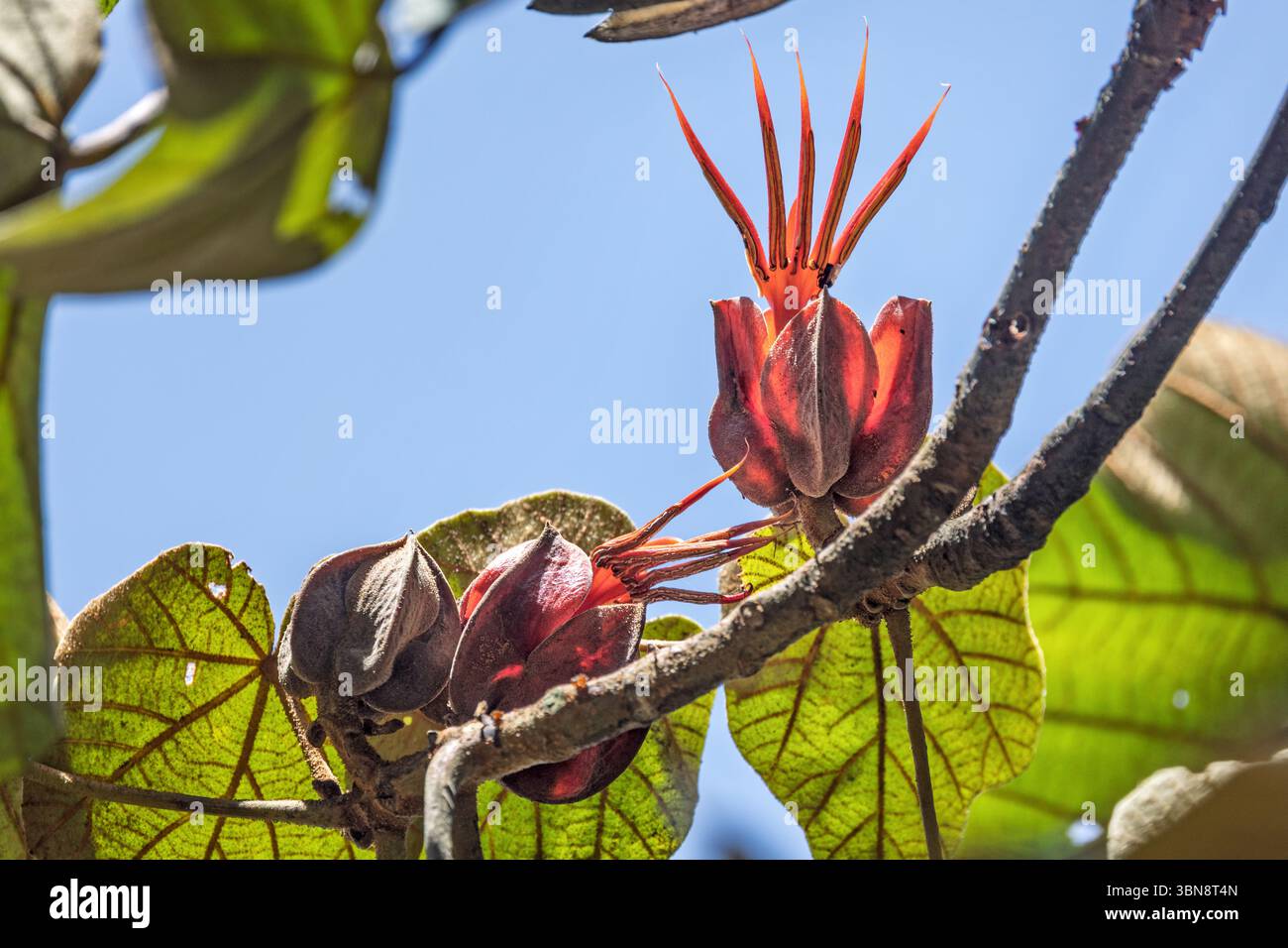 Canak, flower, Chiranthodendron pentadactylon, scientific name = five ...