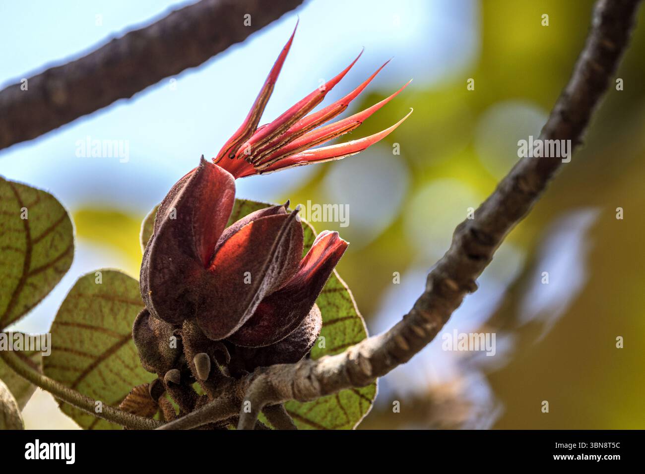 Canak, flower, Chiranthodendron pentadactylon, scientific name = five ...