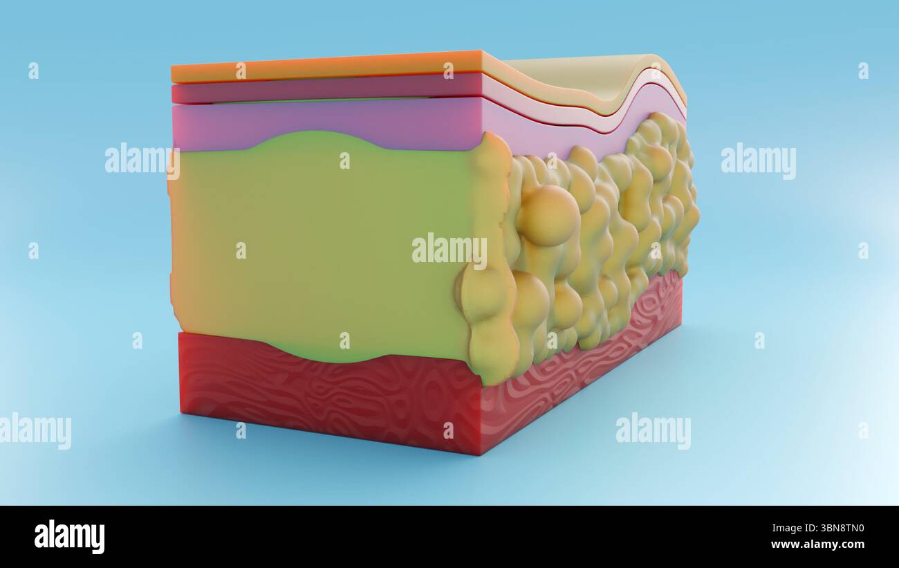 A 3D rendering depicting a cross-section of skin, focusing on the fat ...