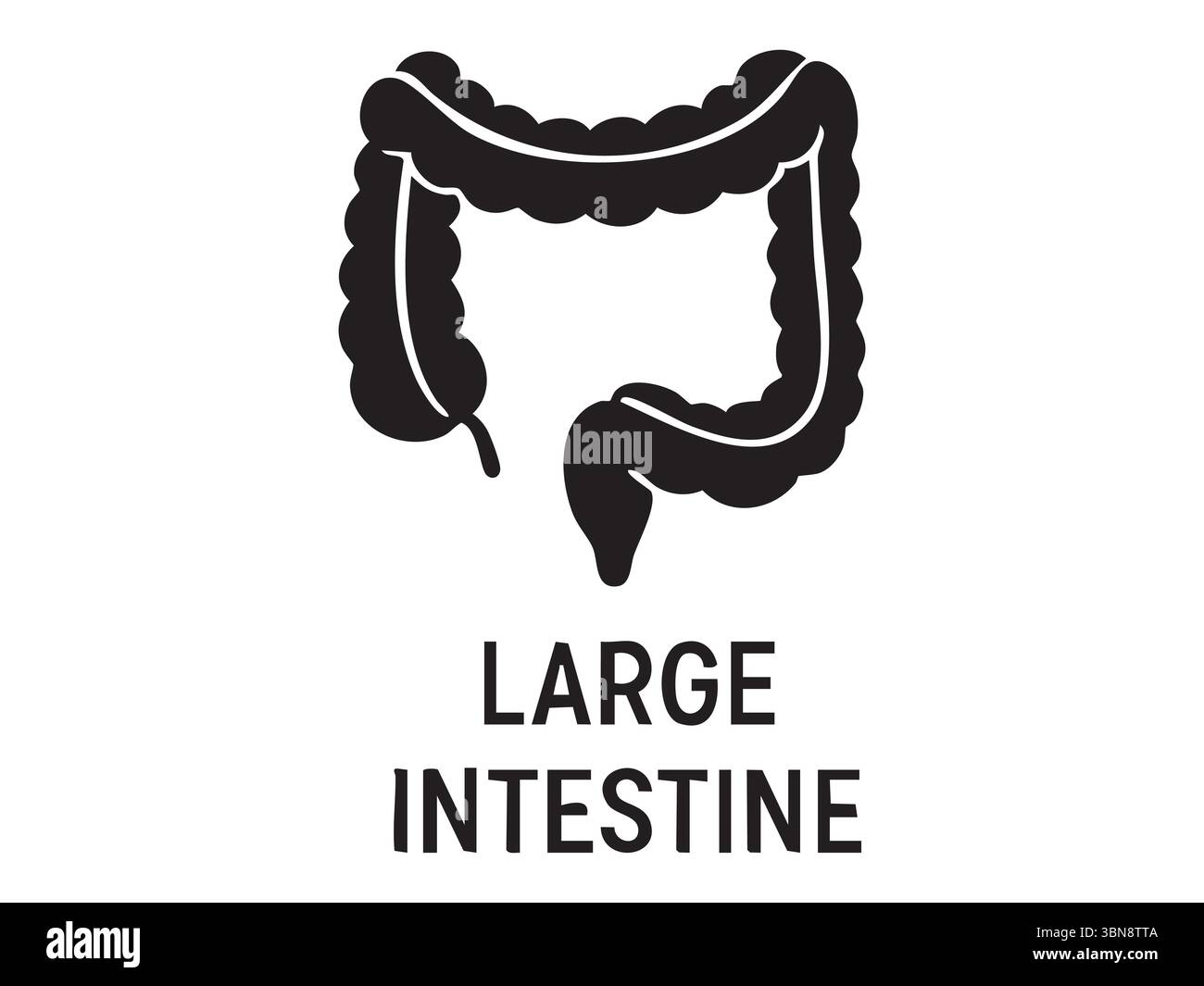 Black silhouette of large intestine, isolated on white background ...