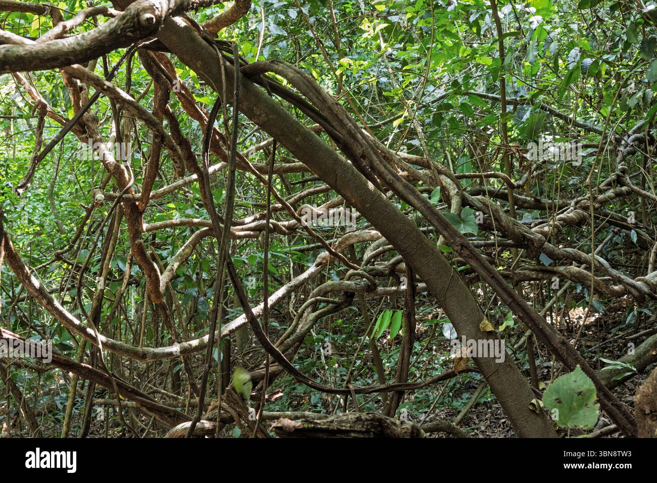 Vine strangling fig hi-res stock photography and images - Alamy