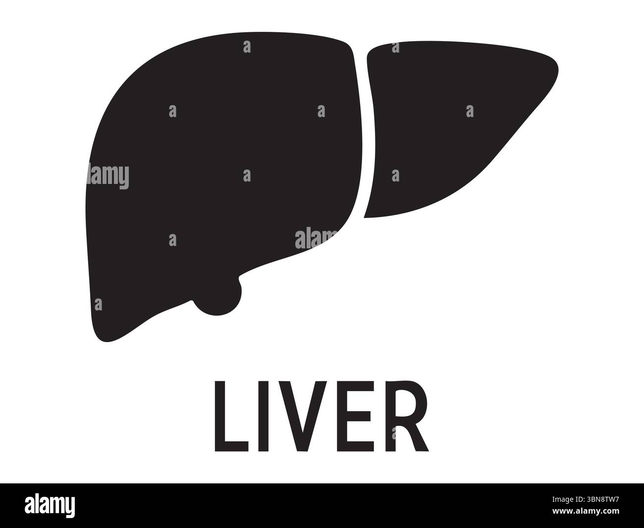 Black silhouette of human liver isolated on white background, graphic ...
