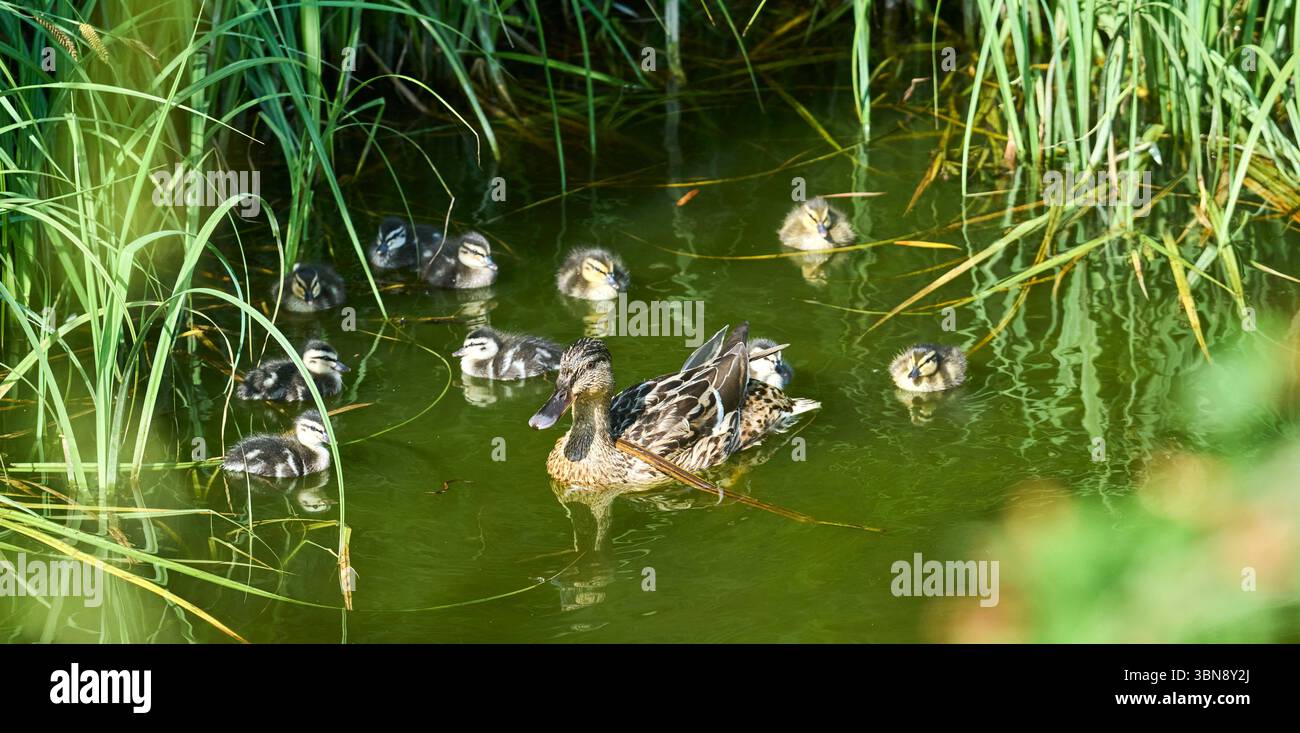 Duck pond in suffolk hi-res stock photography and images - Alamy