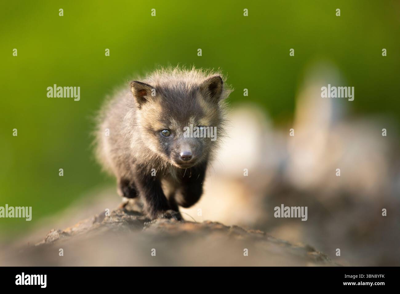 Red fox cub. Vulpes vulpes. European wildlife. Very young cute red fox ...