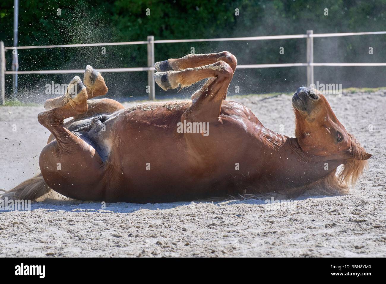 An Icelandic horse rolls in the sand at a stud farm in Wehrheim near ...