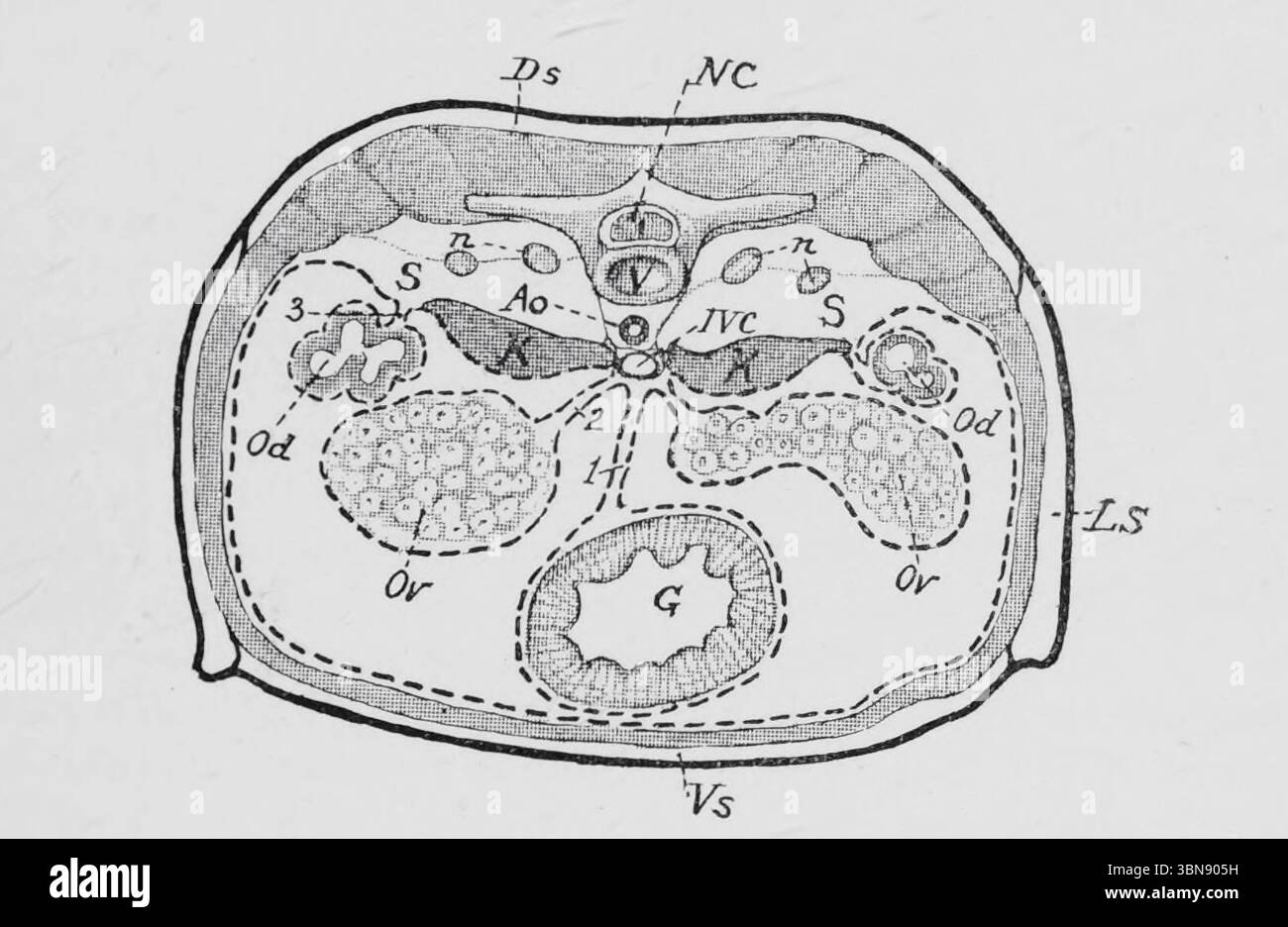 Realistic internal female organs hi-res stock photography and images ...