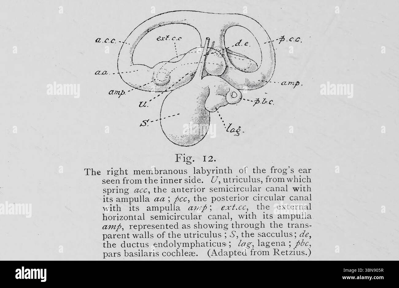 Anterior semicircular canal hi-res stock photography and images - Alamy