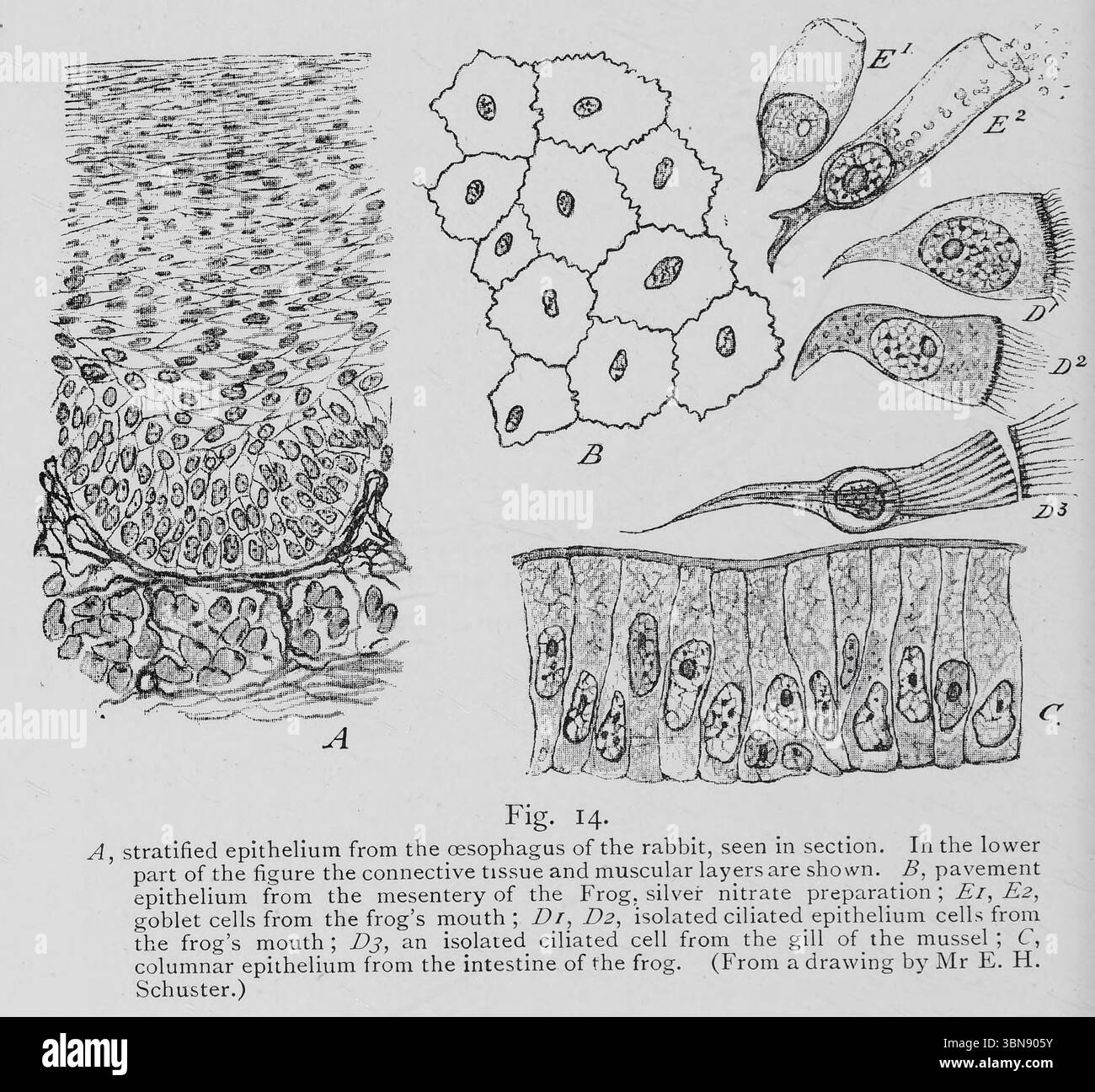 Rabbit epithelium cells hi-res stock photography and images - Alamy
