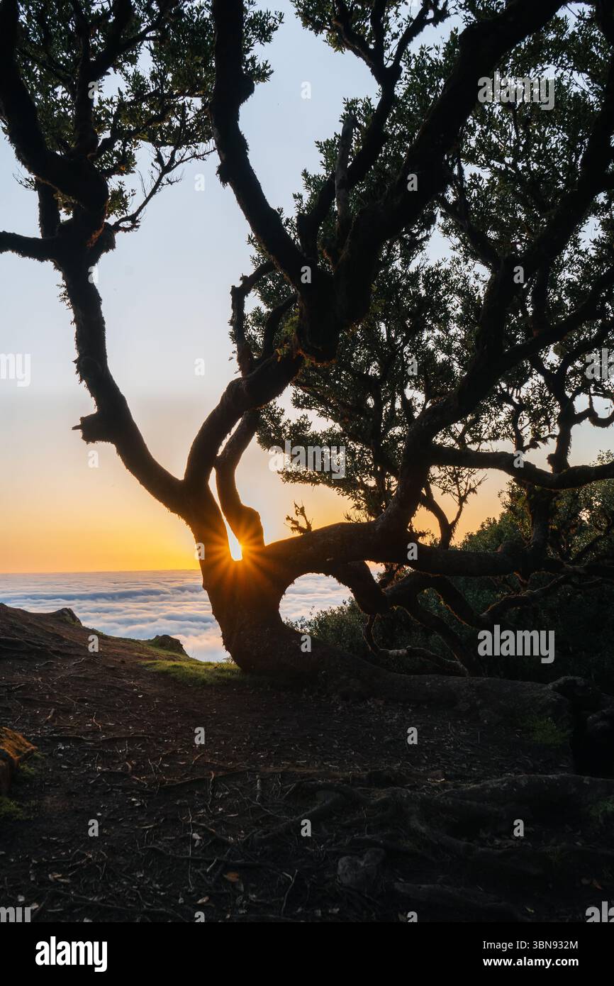 Fanal forest in Madeira at dawn. Laurisilva forests on the island of ...