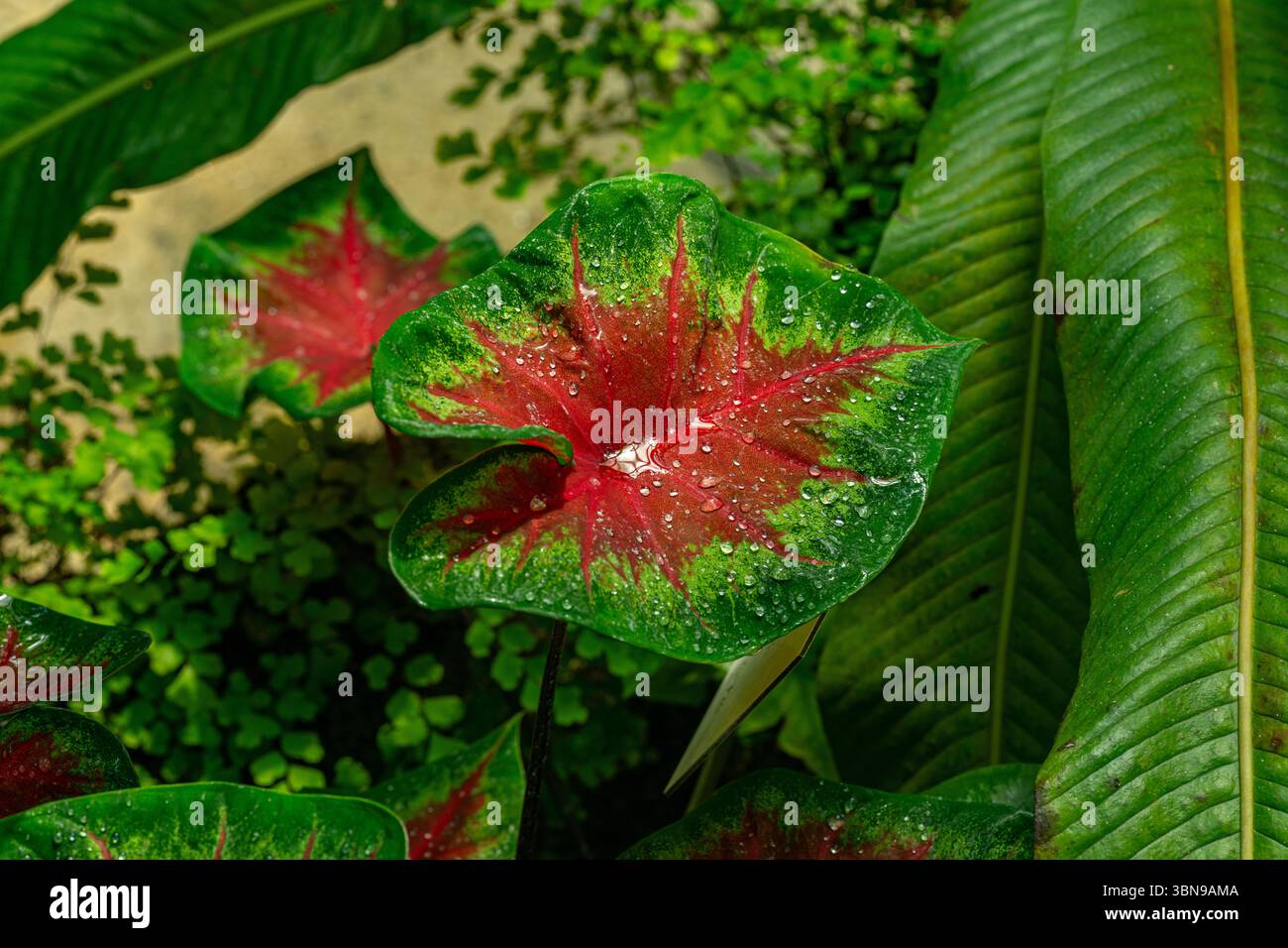Caladium bicolor (Elephant Ear) is a tropical plant. Genus Caladium ...