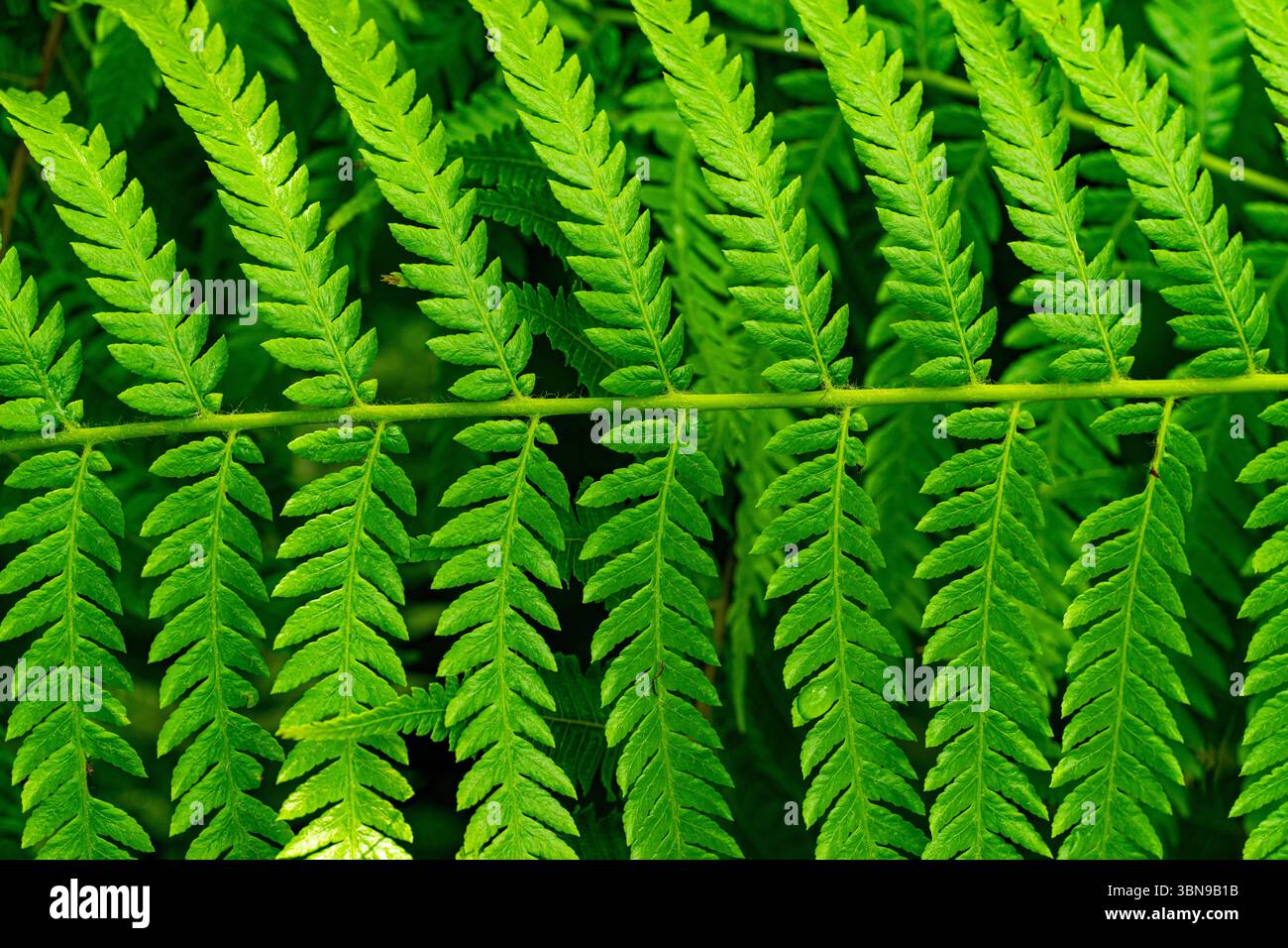 Cibotium regale - common name royal cibotium or royal Mexican tree fern ...