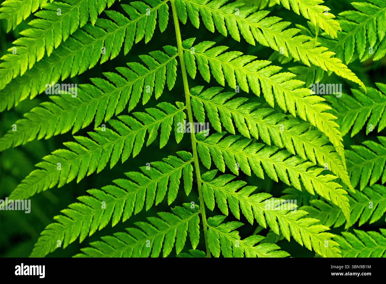Cibotium regale - common name royal cibotium or royal Mexican tree fern ...