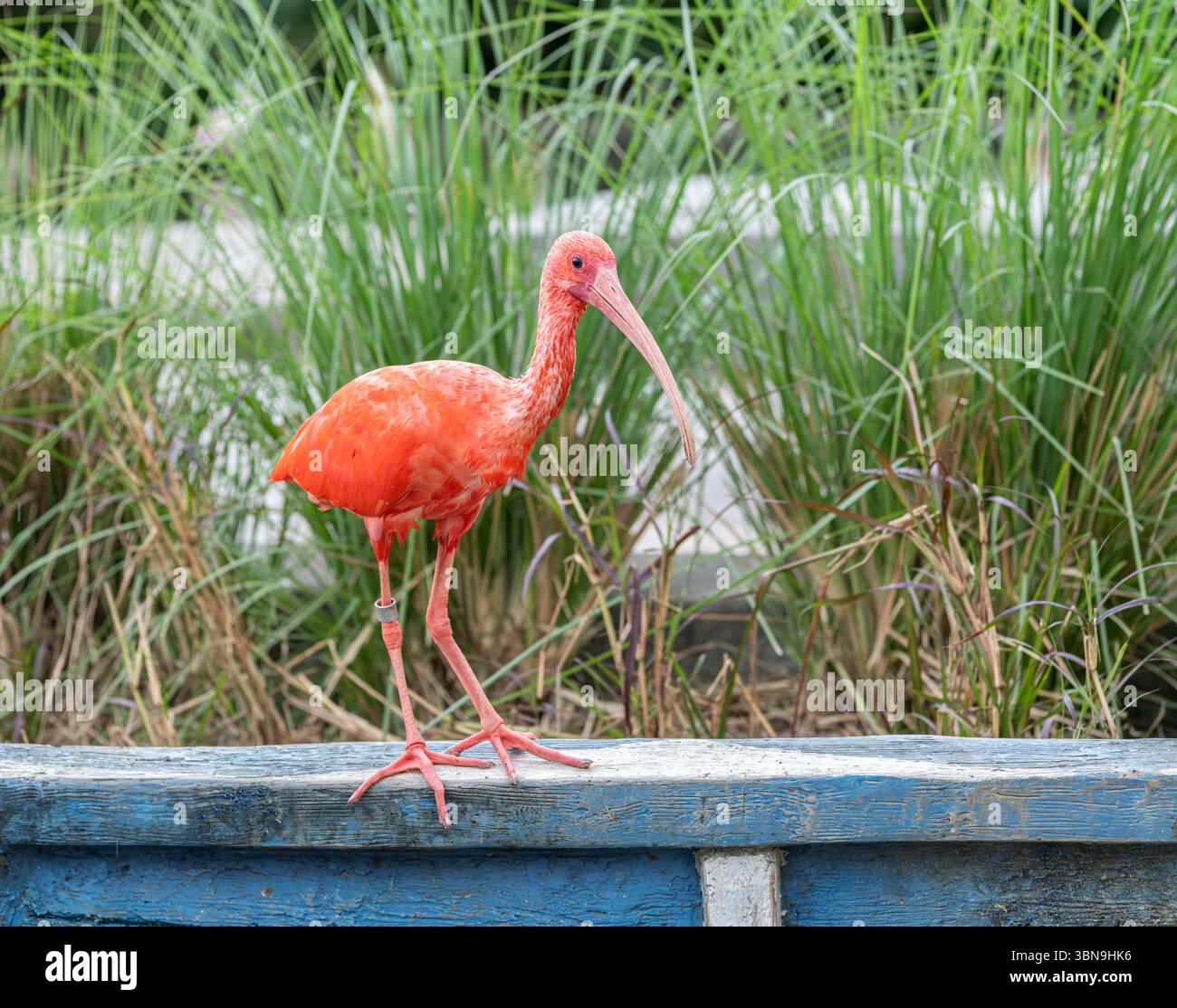 Scarlet ibis captive in an aviary in Singapore Stock Photo - Alamy