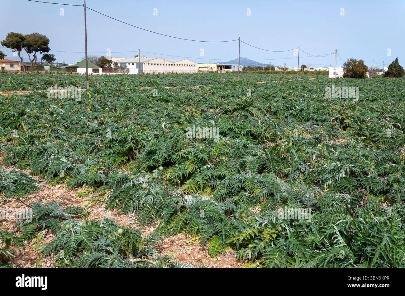 Cultivated fields of artichokes, the typical vegetable of Benicarló ...