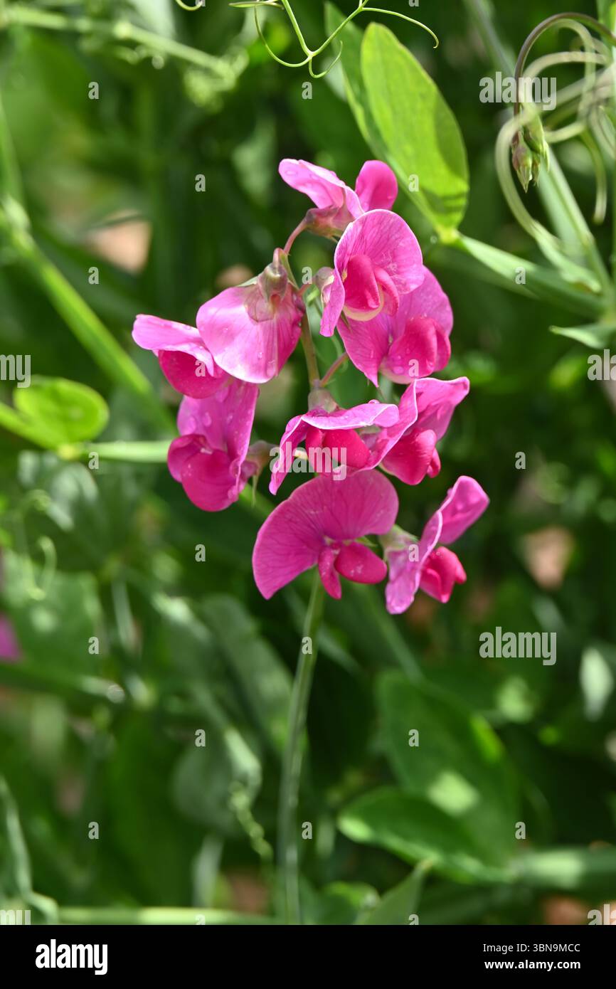 Perpetual flowering pea hi-res stock photography and images - Alamy
